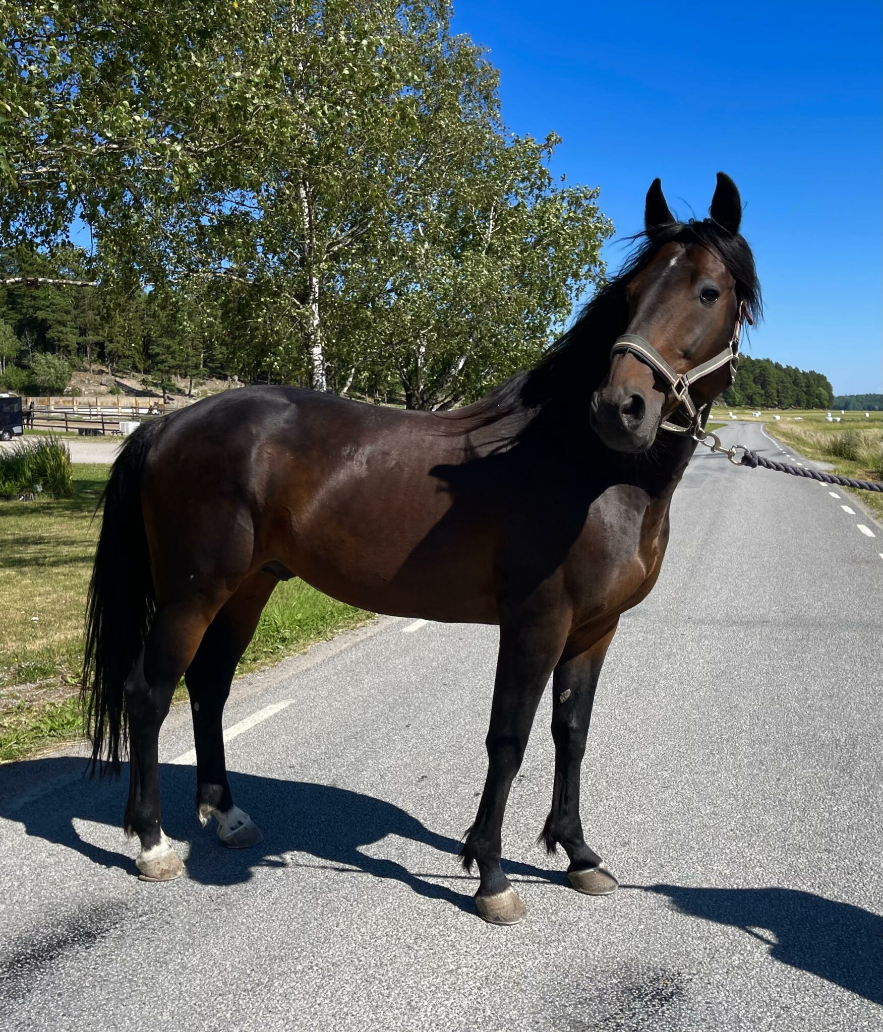 Hingstar | Myrsjö Gård